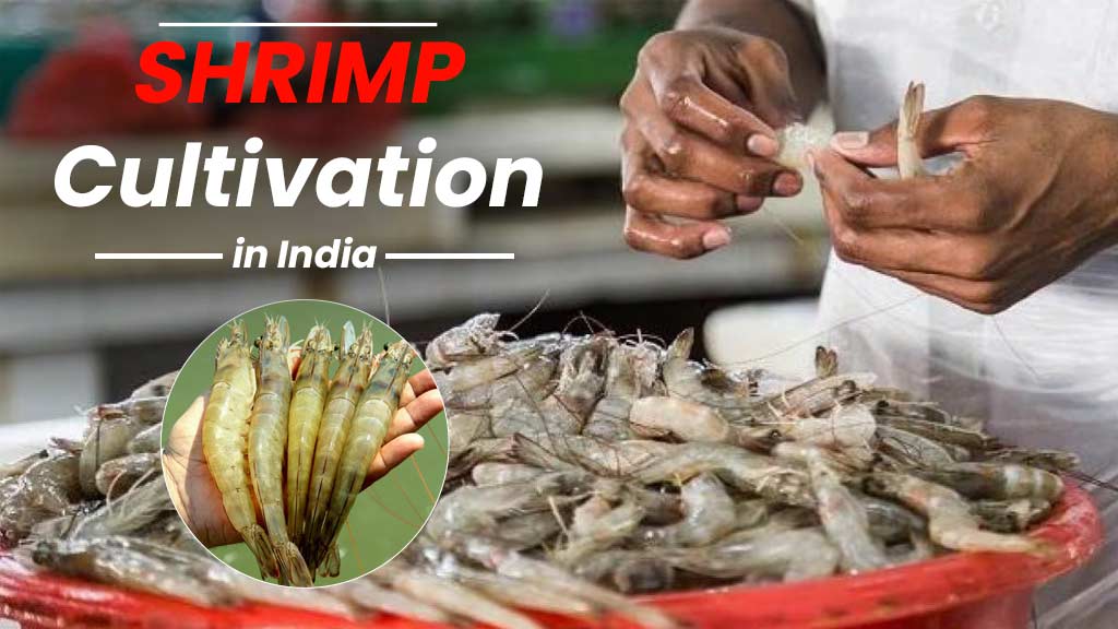 Shrimp Cultivation & How to Make it a Profitable Business