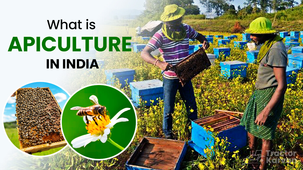 What is Apiculture - Importance, Types & Benefits