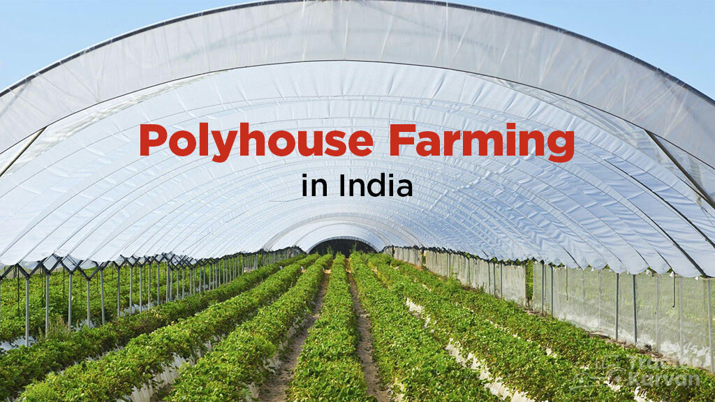 What is Polyhouse Farming - Benefits & Types
