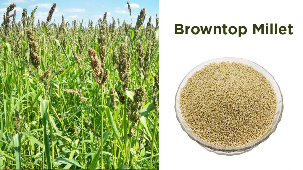 Types of Millets Grown in India - Top 10 Grown Millets