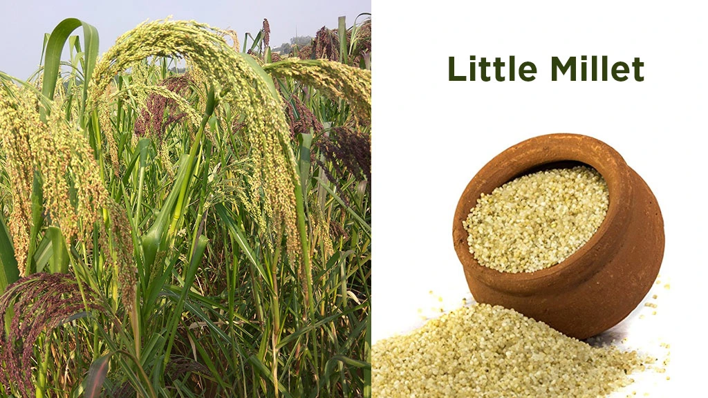 Types of Millets Grown in India - Top 10 Grown Millets