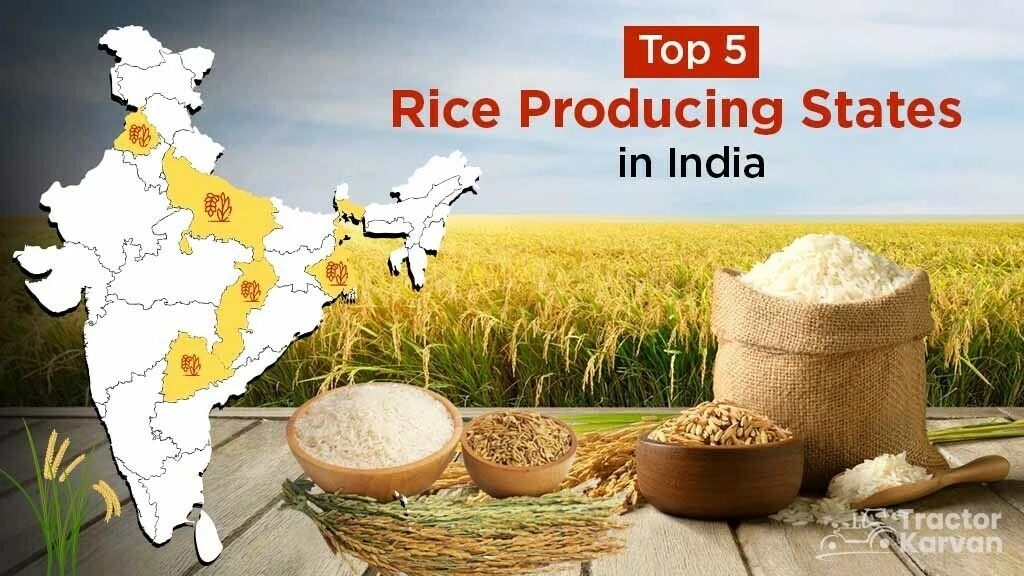 Major Rice Producing States in India 2025 - Tractorkarvan