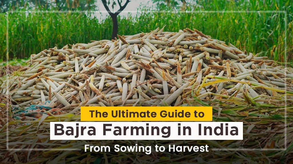 Bajra Farming in India - From Sowing to Harvesting