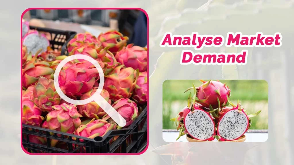 Process to Set Up Dragon Fruit Farm in India