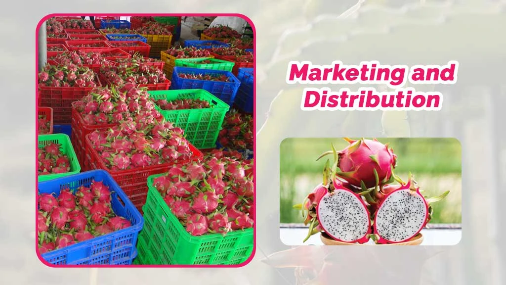 Process to Set Up Dragon Fruit Farm in India