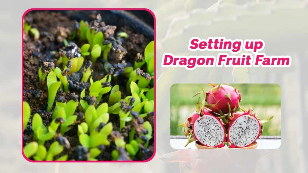 Process to Set Up Dragon Fruit Farm in India