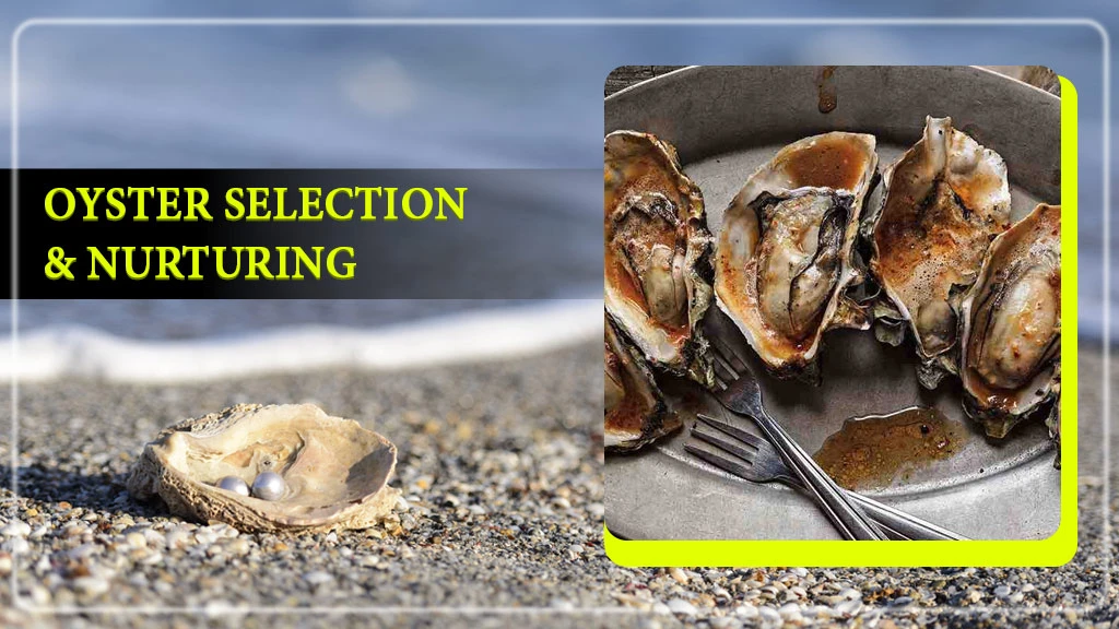 How to Start Profitable Pearl Farming in India 2024