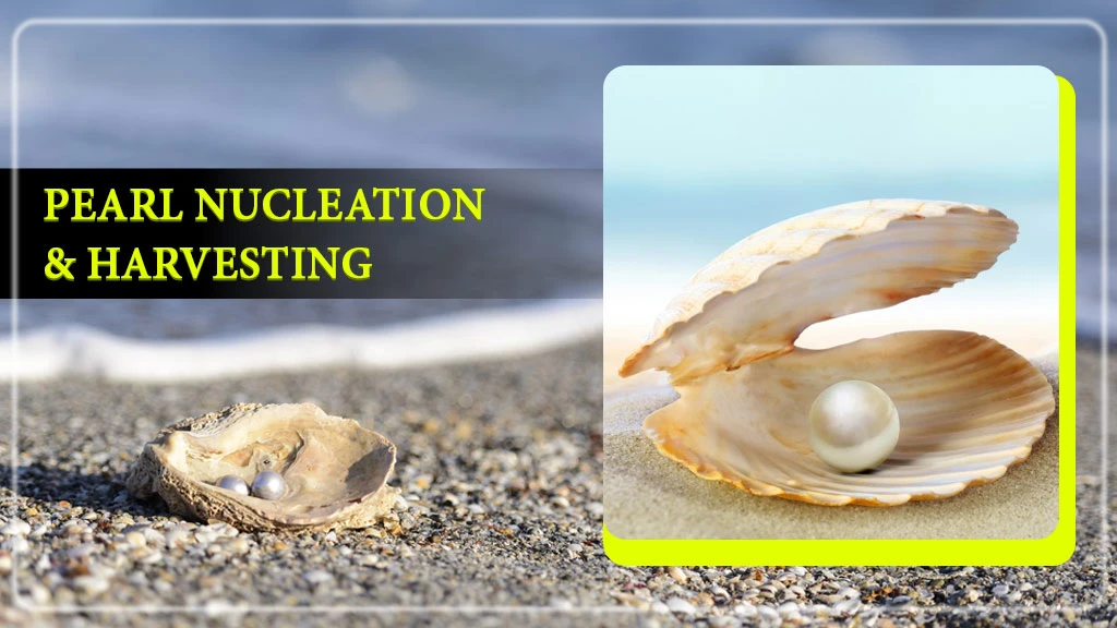 How to Start Profitable Pearl Farming in India 2024