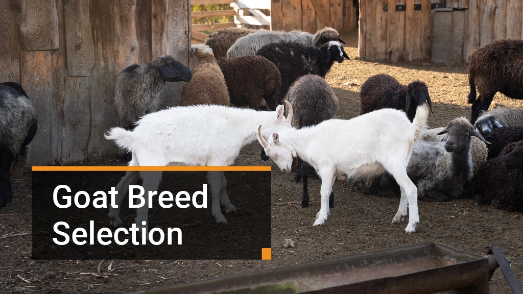 How to Start Goat Farming in India