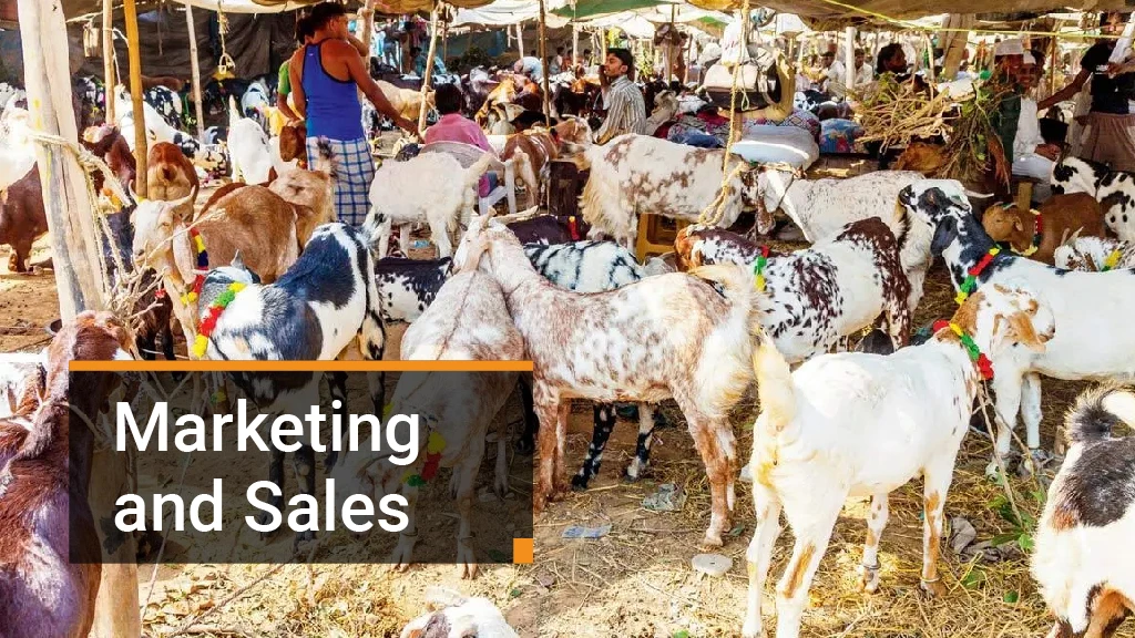 How to Start Goat Farming in India