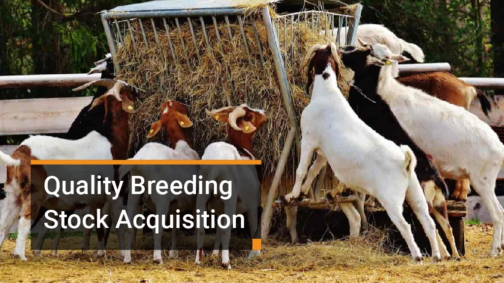 How to Start Goat Farming in India