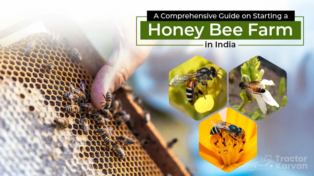 How to Start Honey Bee Farm in India or Beekeeing in India