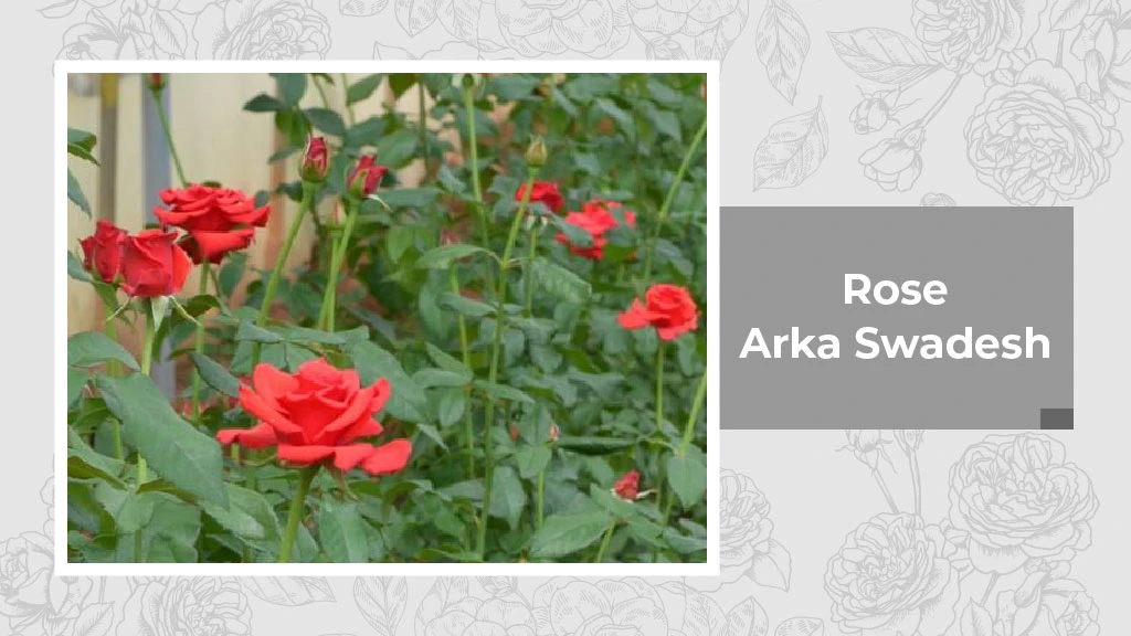Different Rose Varieties Found in India - Tractorkarvan