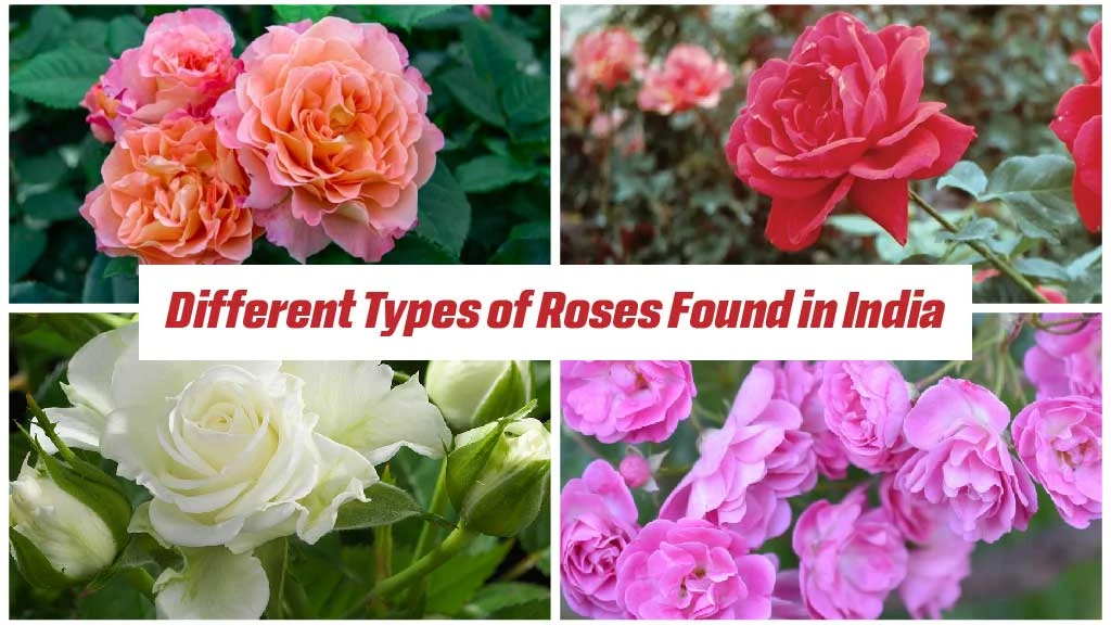 Different Types of Roses in India and its Production