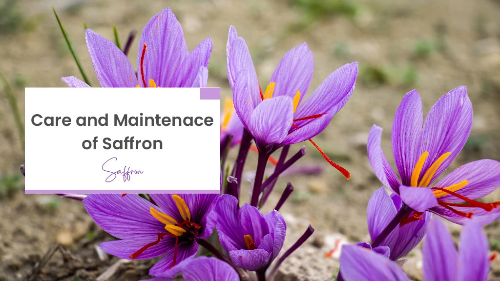 A Comprehensive Guide on How to Grow Kesar