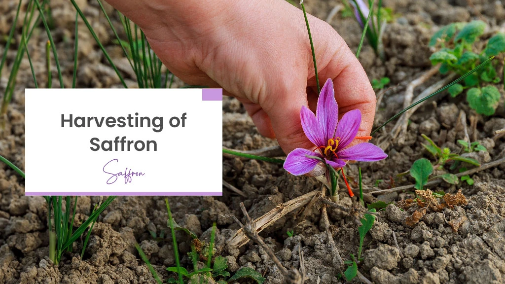 A Comprehensive Guide on How to Grow Kesar