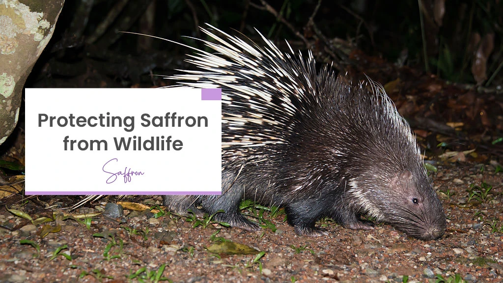 A Comprehensive Guide on How to Grow Kesar