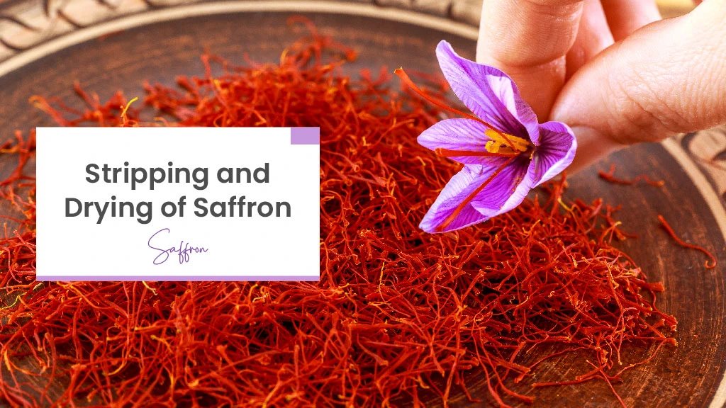 A Comprehensive Guide on How to Grow Kesar