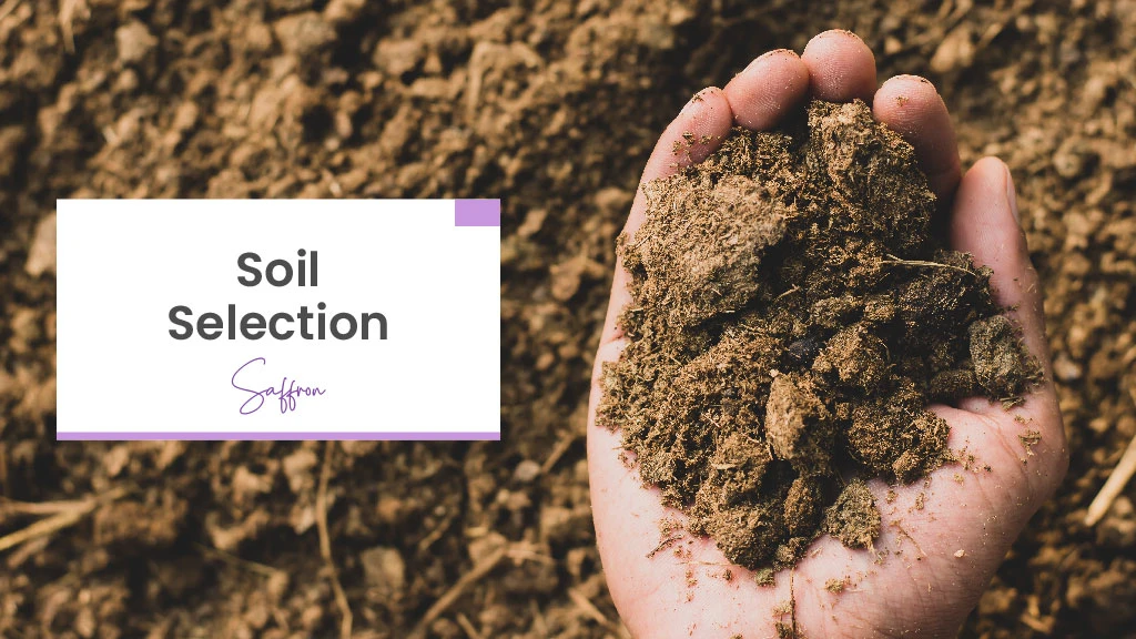 A Comprehensive Guide on How to Grow Kesar