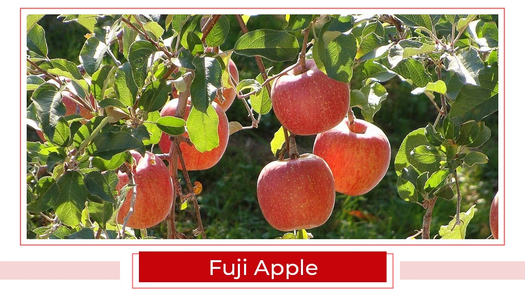 Top 15 Apple Varieties in India | Types of Apple