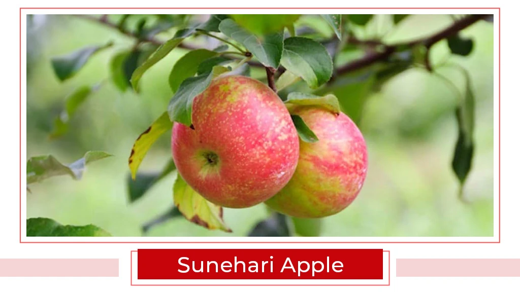 Top 15 Apple Varieties in India | Types of Apple