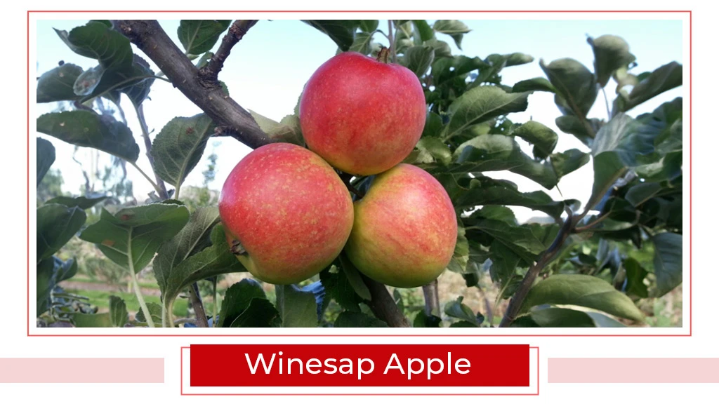 Top 15 Apple Varieties in India | Types of Apple