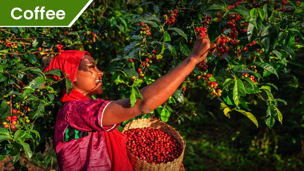 Top 10 Cash Crops in India - List of Best Commercial Crops