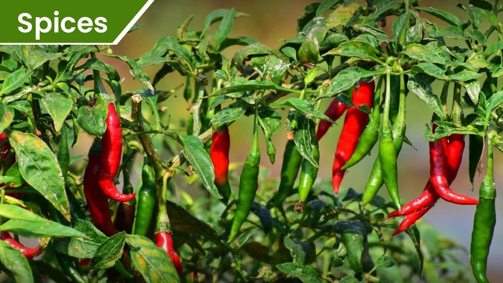 Top 10 Cash Crops in India - List of Best Commercial Crops