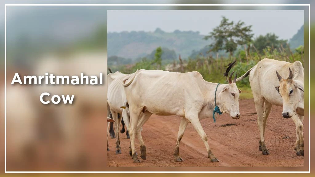 Top 10 Cow Breeds in India & Where they found