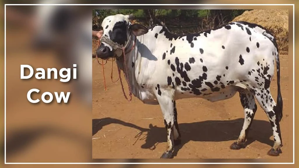 Top 10 Cow Breeds in India & Where they found