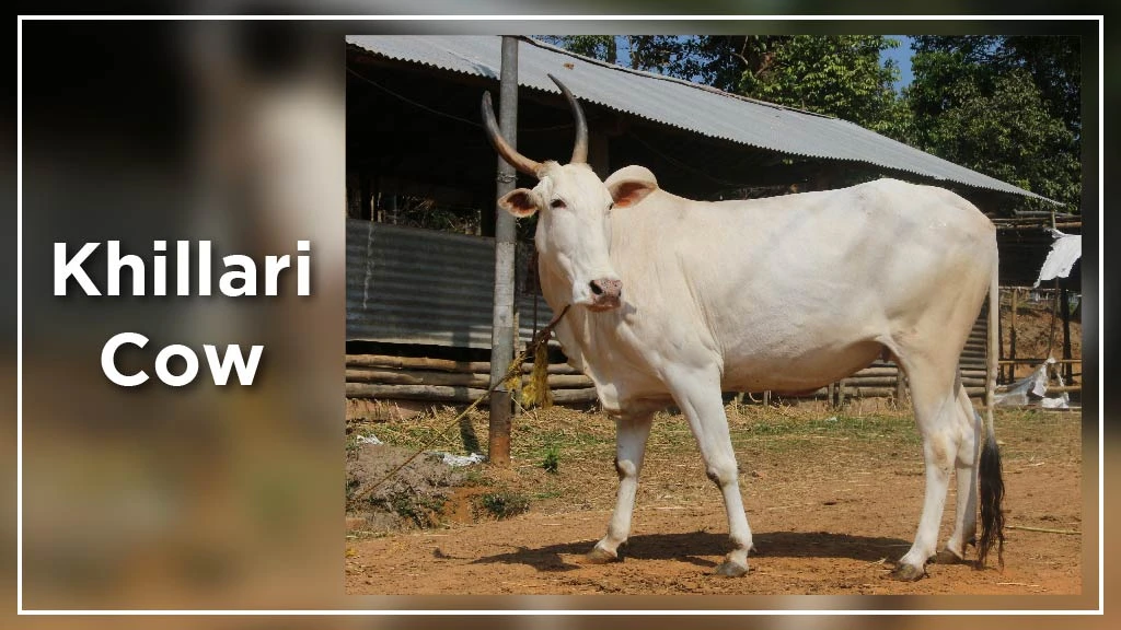 Top 10 Cow Breeds In India Where They Found