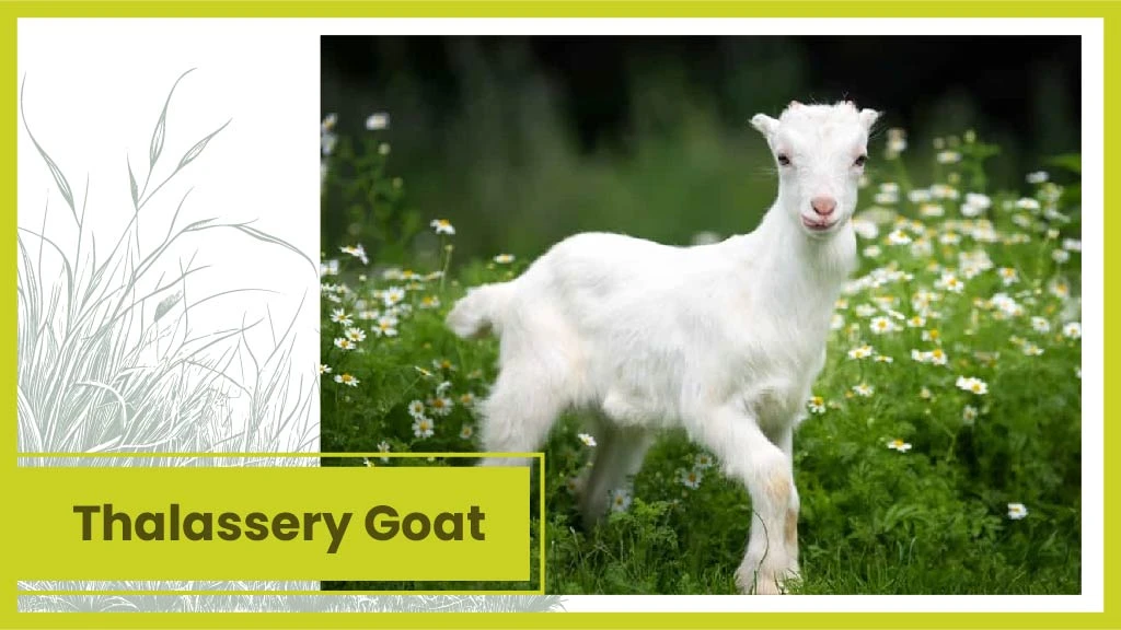 Top 10 Goat Breeds in India & Where they Found