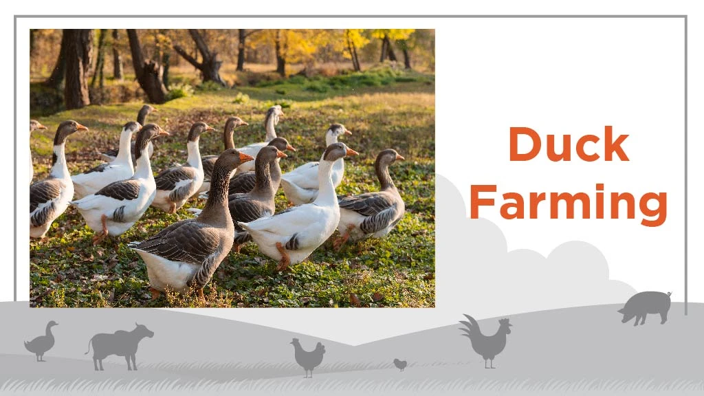 Top 10 Profitable Livestock Farming Business in India