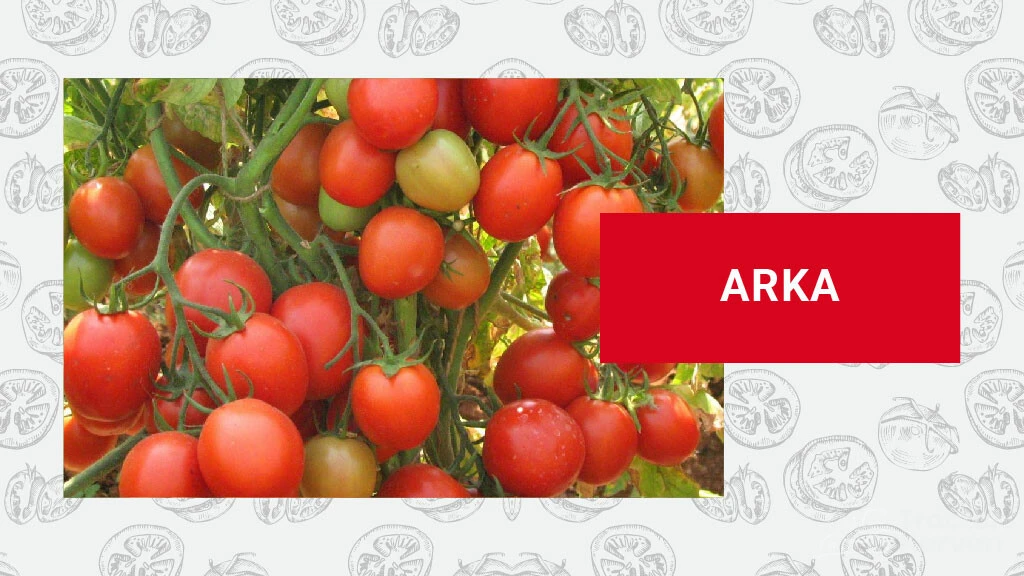 Top 10 Tomato Varieties Cultivated in India - Tractorkarvan