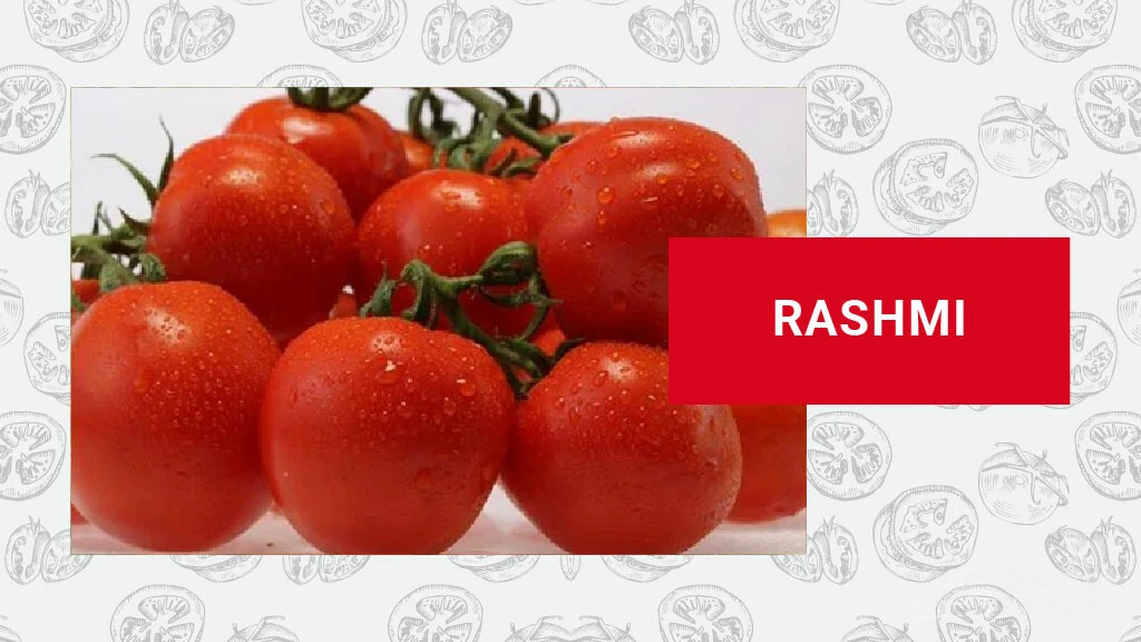 Top 10 Tomato Varieties Cultivated in India - Tractorkarvan