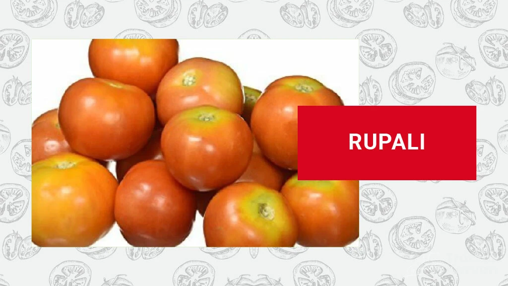 Top 10 Tomato Varieties Cultivated in India - Tractorkarvan