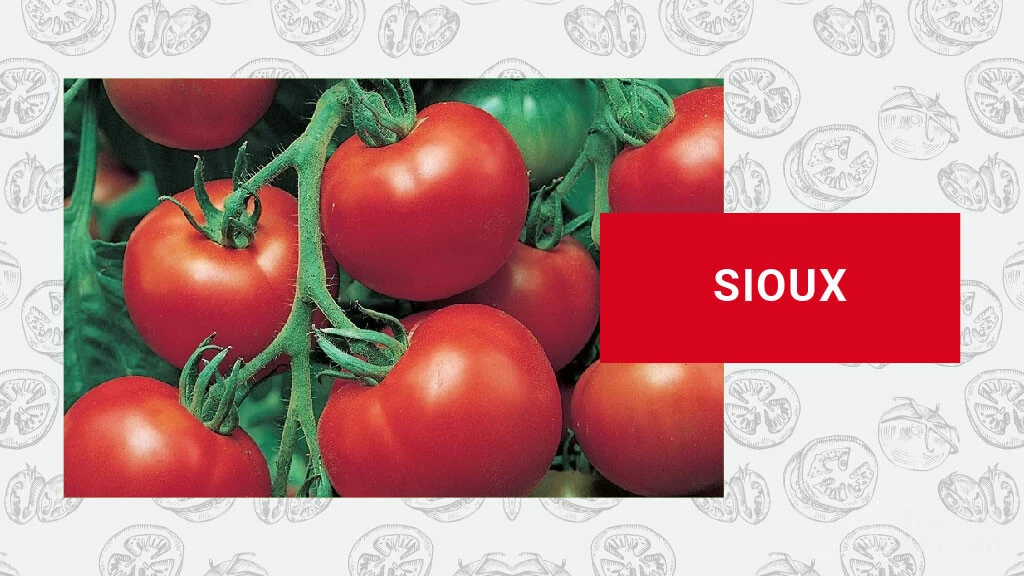 Top 10 Tomato Varieties Cultivated in India - Tractorkarvan