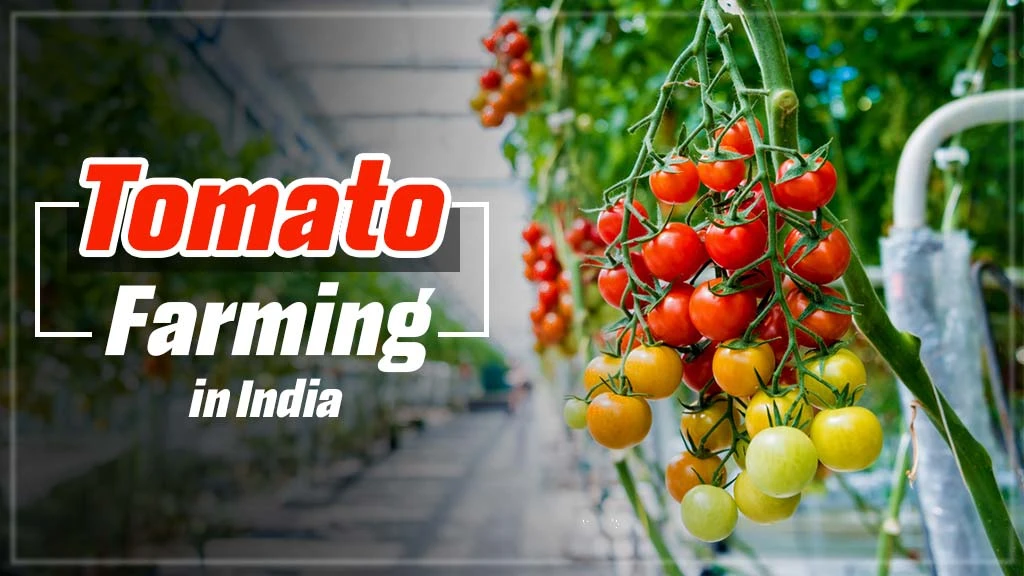 Tomato Farming In India - Varieties & State Wise Production
