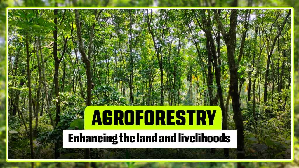 Agroforestry in India - Importance, Types and Economical Benefits
