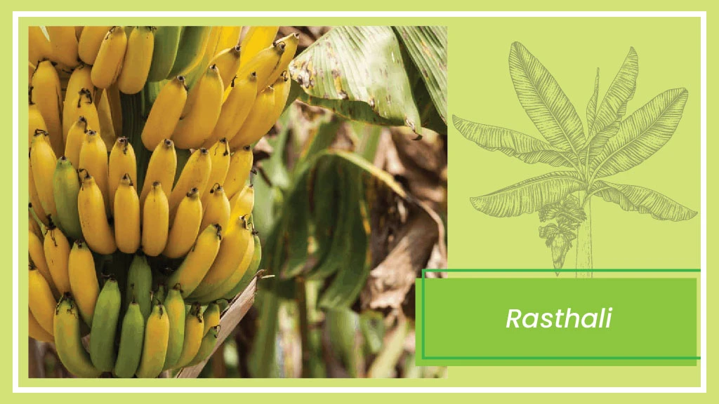 Different Types of Banana Cultivated in India 2023