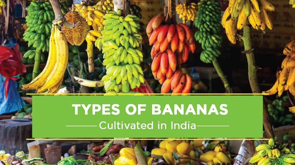 Different Types of Banana Cultivated in India