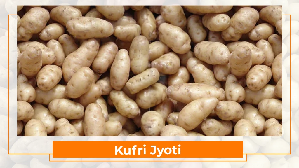 Potato Varieties Cultivated in India - Tractorkarvan