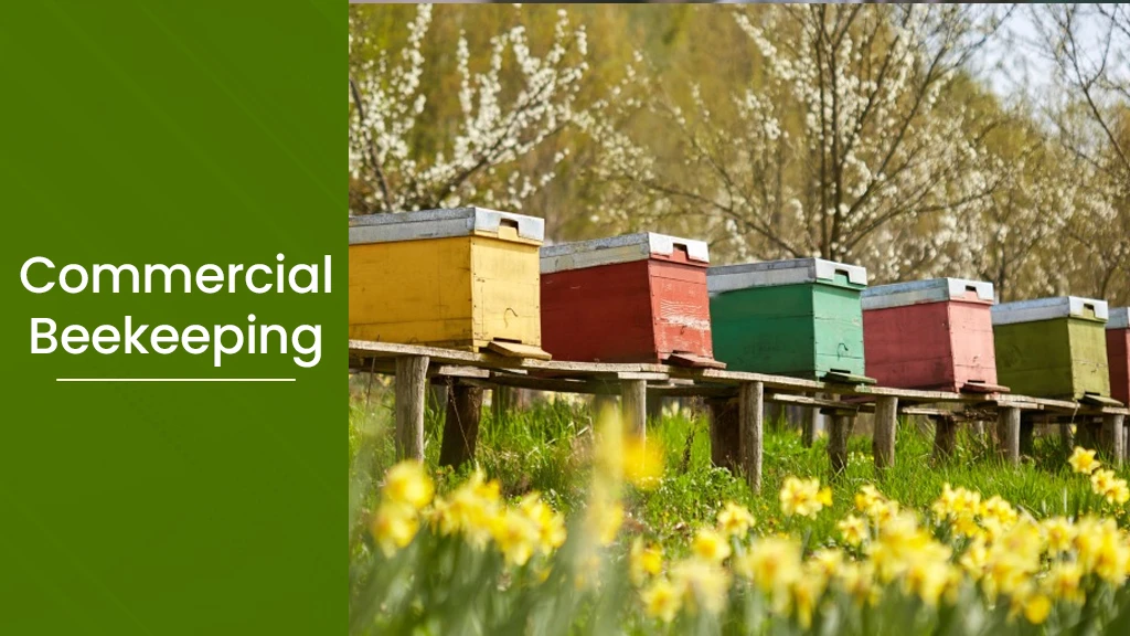 What is Apiculture - Importance, Types & Benefits