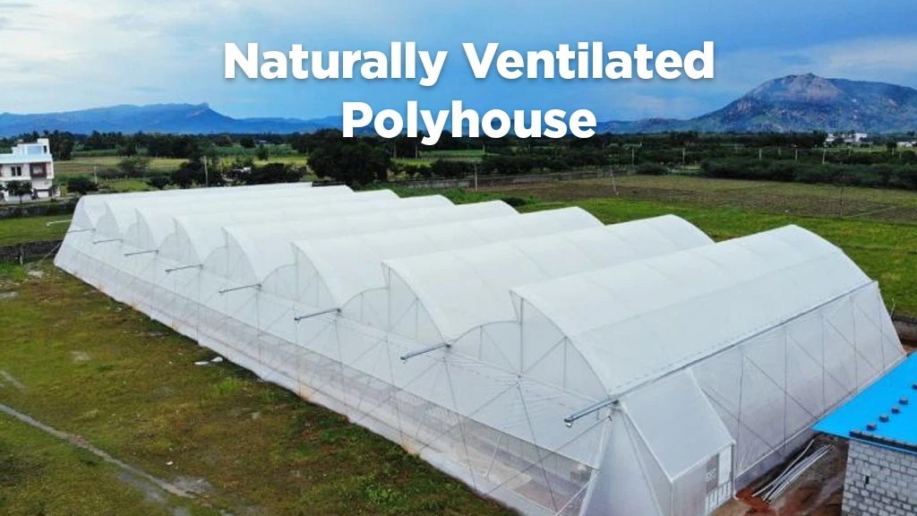 What is Polyhouse Farming - Benefits & Types