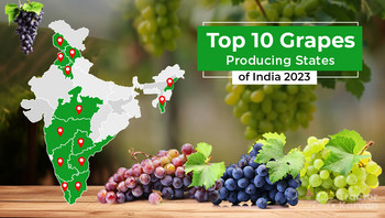 Top 10 Largest Sugarcane Producing States in India - Tractorkarvan