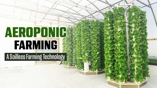 Pearl Farming in India – Types, Process and Cultivation